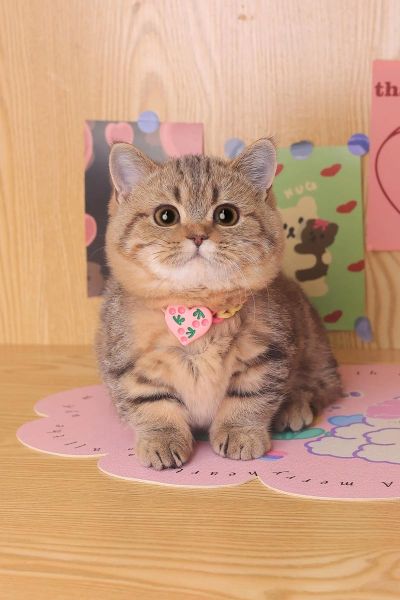 拿破仑猫属于什么品种_拿破仑猫和曼基康猫区别-第1张图片-山城妙识 拿破仑猫属于什么品种_拿破仑猫和曼基康猫区别-第1张图片-山城妙识