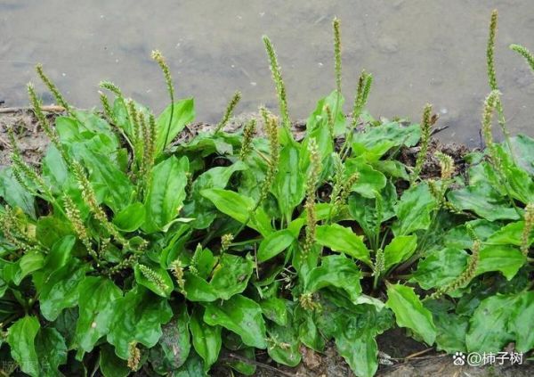 车前草副作用有哪些_长期吃会伤肾吗-第3张图片-山城妙识 车前草副作用有哪些_长期吃会伤肾吗-第3张图片-山城妙识