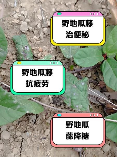 野地瓜藤图片_野地瓜藤的功效与作用-第2张图片-山城妙识 野地瓜藤图片_野地瓜藤的功效与作用-第2张图片-山城妙识