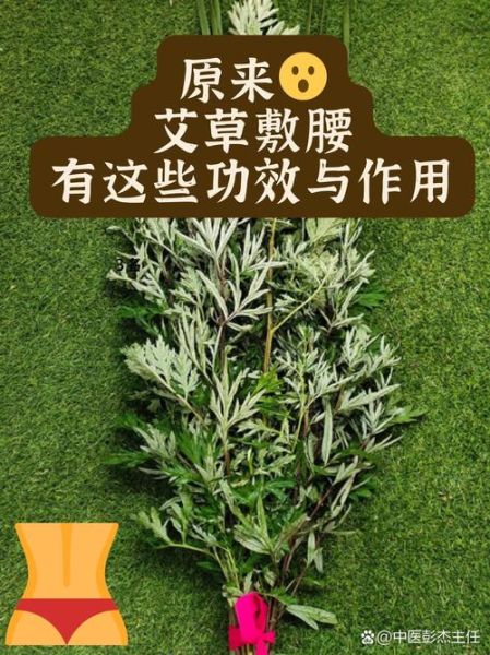齐艾叶的功效与作用_齐艾叶怎么使用最有效-第1张图片-山城妙识