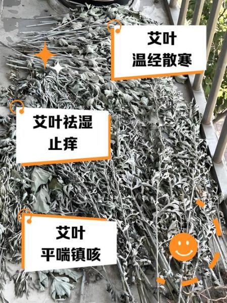 齐艾叶的功效与作用_齐艾叶怎么使用最有效-第2张图片-山城妙识