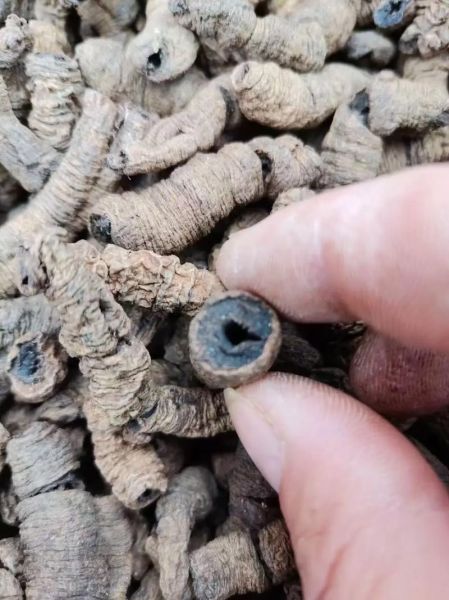 巴戟天吃一次就硬了_真的还是假的-第1张图片-山城妙识 巴戟天吃一次就硬了_真的还是假的-第1张图片-山城妙识