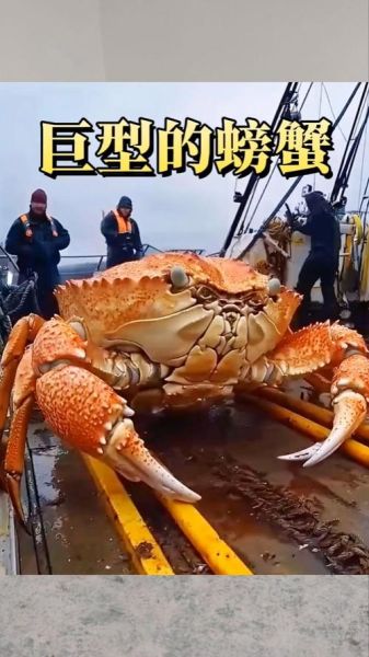 世界上最大的螃蟹15米是真的吗_15米螃蟹是否存在-第1张图片-山城妙识