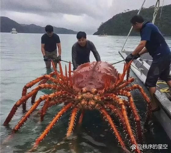 世界上最大的螃蟹15米是真的吗_15米螃蟹是否存在-第3张图片-山城妙识