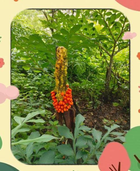 磨芋能减肥吗_磨芋的功效与作用-第3张图片-山城妙识 磨芋能减肥吗_磨芋的功效与作用-第3张图片-山城妙识