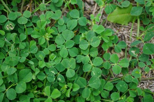 苜蓿草图片大全_苜蓿草长什么样-第1张图片-山城妙识 苜蓿草图片大全_苜蓿草长什么样-第1张图片-山城妙识