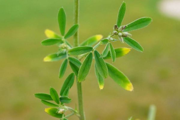 苜蓿草图片大全_苜蓿草长什么样-第3张图片-山城妙识 苜蓿草图片大全_苜蓿草长什么样-第3张图片-山城妙识