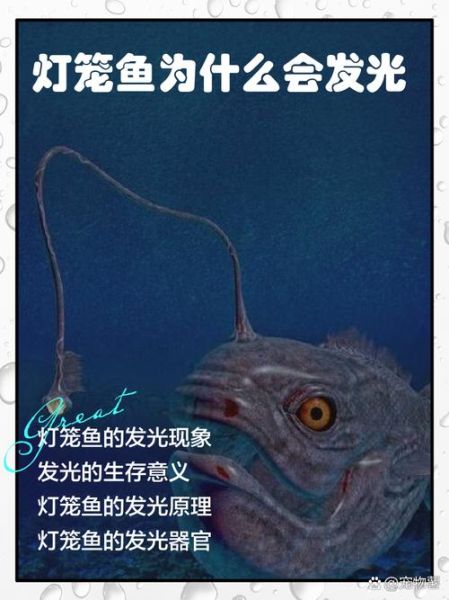 深海灯笼鱼长什么样_深海灯笼鱼为什么会发光-第1张图片-山城妙识 深海灯笼鱼长什么样_深海灯笼鱼为什么会发光-第1张图片-山城妙识