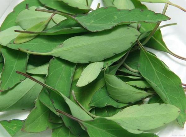 香叶的功效与作用_香叶能天天吃吗-第2张图片-山城妙识