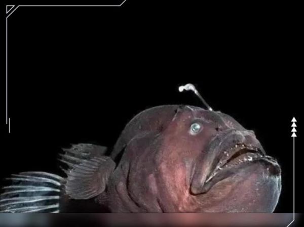 深海灯笼鱼长什么样_深海灯笼鱼为什么会发光-第2张图片-山城妙识 深海灯笼鱼长什么样_深海灯笼鱼为什么会发光-第2张图片-山城妙识