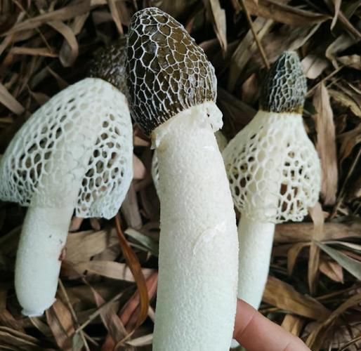 竹荪生长在什么地方_野生竹荪产地分布-第2张图片-山城妙识