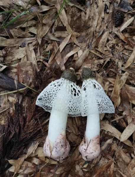 竹荪生长在什么地方_野生竹荪产地分布-第3张图片-山城妙识