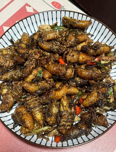 油炸知了猴怎么炸才酥脆_知了猴油炸前要不要焯水-第1张图片-山城妙识 油炸知了猴怎么炸才酥脆_知了猴油炸前要不要焯水-第1张图片-山城妙识