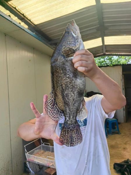 5斤桂鱼多少钱_桂鱼价格行情-第2张图片-山城妙识 5斤桂鱼多少钱_桂鱼价格行情-第2张图片-山城妙识