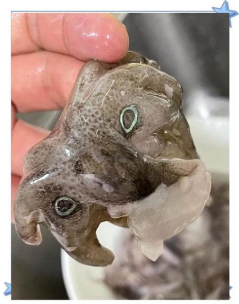 蓝环章鱼能吃吗_蓝环章鱼毒性有多强-第1张图片-山城妙识 蓝环章鱼能吃吗_蓝环章鱼毒性有多强-第1张图片-山城妙识