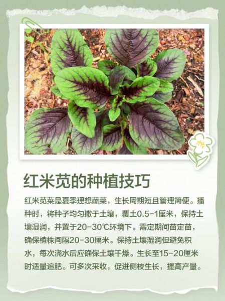 红米苋菜的功效与作用禁忌_什么人不能吃-第3张图片-山城妙识 红米苋菜的功效与作用禁忌_什么人不能吃-第3张图片-山城妙识