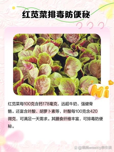 红米苋菜的功效与作用禁忌_什么人不能吃-第2张图片-山城妙识 红米苋菜的功效与作用禁忌_什么人不能吃-第2张图片-山城妙识