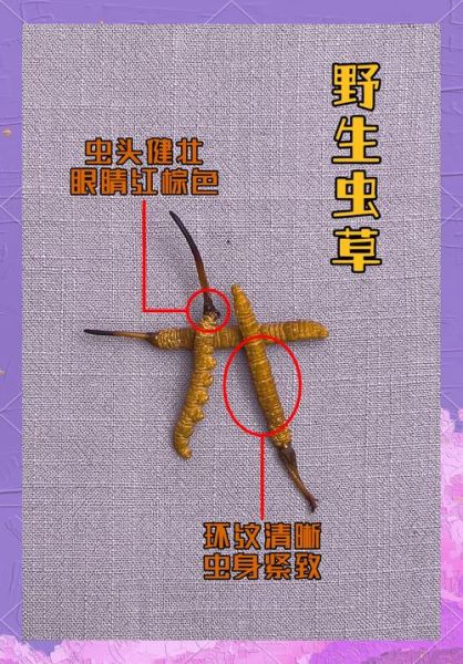新鲜虫草花图片_如何辨别真假-第2张图片-山城妙识