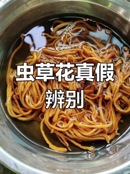 新鲜虫草花图片_如何辨别真假-第3张图片-山城妙识