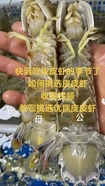皮皮虾要清理虾线吗_皮皮虾虾线怎么挑-第3张图片-山城妙识