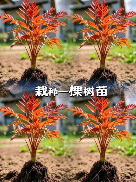 香椿芽苗菜怎么种_香椿苗几天出苗-第2张图片-山城妙识 香椿芽苗菜怎么种_香椿苗几天出苗-第2张图片-山城妙识