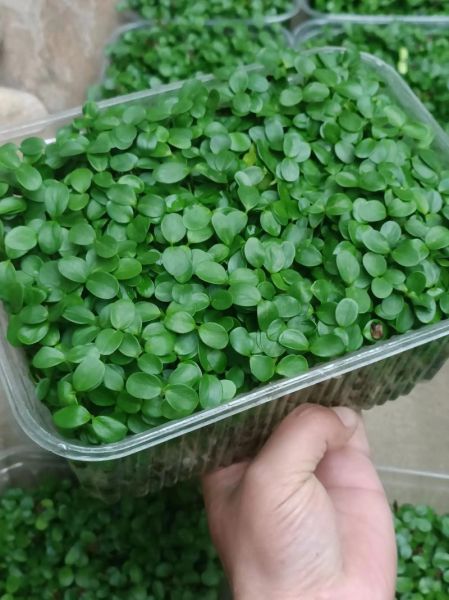 香椿芽苗菜怎么种_香椿苗几天出苗-第1张图片-山城妙识 香椿芽苗菜怎么种_香椿苗几天出苗-第1张图片-山城妙识