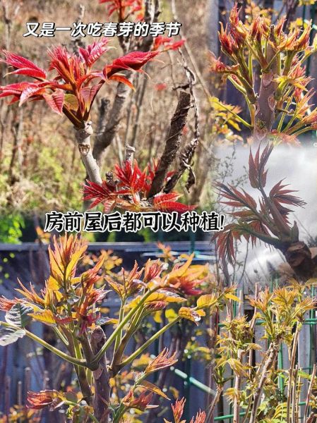 香椿芽苗菜怎么种_香椿苗几天出苗-第3张图片-山城妙识 香椿芽苗菜怎么种_香椿苗几天出苗-第3张图片-山城妙识