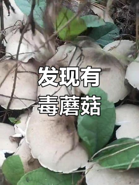 鸡枞菌有毒吗_鸡枞菌中毒症状-第1张图片-山城妙识