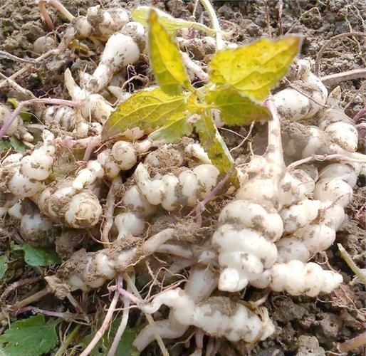 宝塔菜的功效与作用_宝塔菜禁忌有哪些-第2张图片-山城妙识