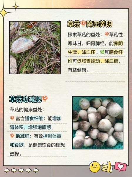 草菇的营养价值有哪些_草菇的药用价值与功效-第2张图片-山城妙识