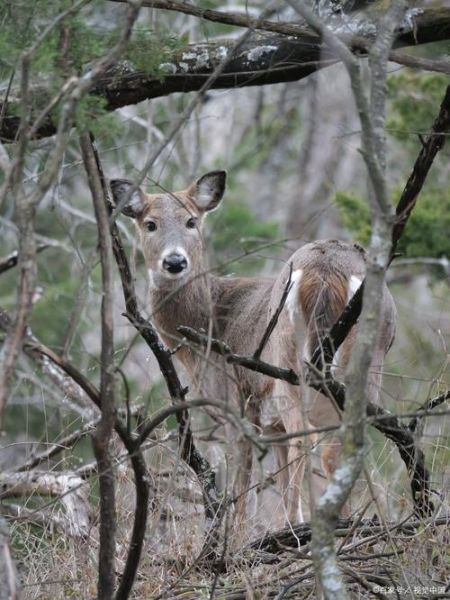 麂子是几级保护动物_麂子可以人工养殖吗-第1张图片-山城妙识