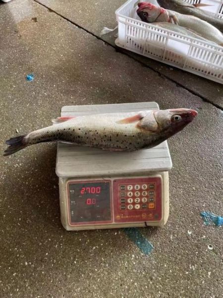 野生海鲈鱼多少钱一斤_野生海鲈鱼价格为什么波动大-第3张图片-山城妙识