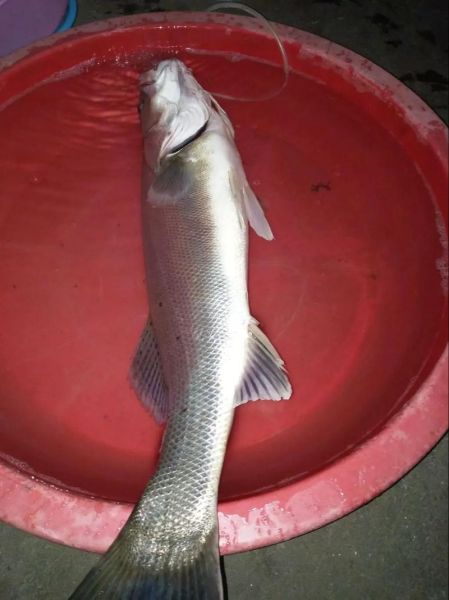 野生海鲈鱼多少钱一斤_野生海鲈鱼价格为什么波动大-第2张图片-山城妙识