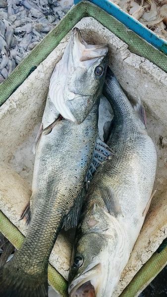 野生海鲈鱼多少钱一斤_野生海鲈鱼价格为什么波动大-第1张图片-山城妙识