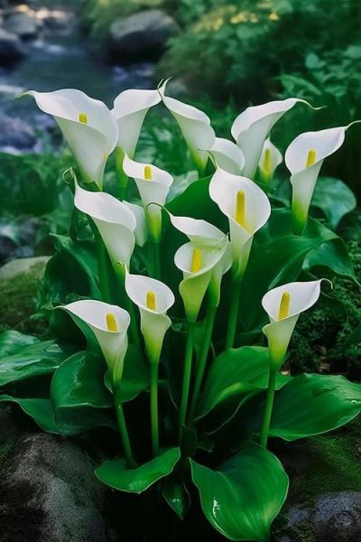 马蹄莲花语代表什么_马蹄莲适合送什么人-第3张图片-山城妙识 马蹄莲花语代表什么_马蹄莲适合送什么人-第3张图片-山城妙识