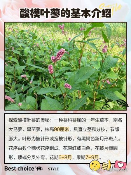 酸模叶蓼的功效与作用_酸模叶蓼怎么食用-第3张图片-山城妙识