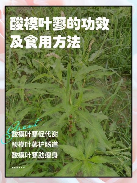 酸模叶蓼的功效与作用_酸模叶蓼怎么食用-第1张图片-山城妙识