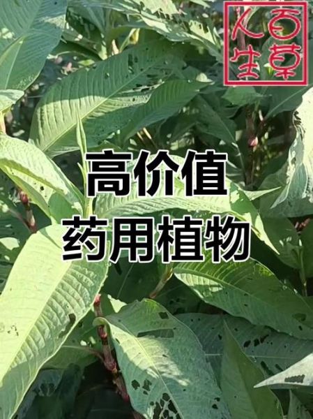 酸模叶蓼的功效与作用_酸模叶蓼怎么食用-第2张图片-山城妙识