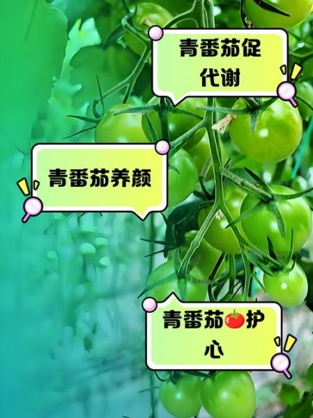 青番茄可以吃吗_青番茄有毒吗-第1张图片-山城妙识