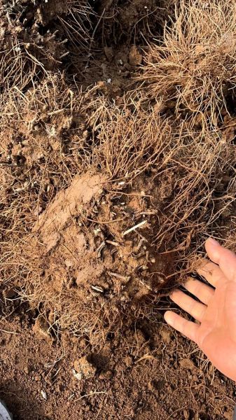 苍术价格多少钱一斤_苍术价格走势分析-第2张图片-山城妙识 苍术价格多少钱一斤_苍术价格走势分析-第2张图片-山城妙识