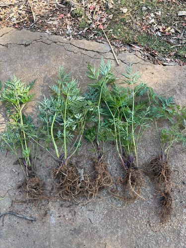 川芎叶子能吃吗_川芎叶子有什么功效-第1张图片-山城妙识