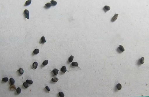 罗勒种子长什么样_如何辨别真假罗勒种子-第1张图片-山城妙识 罗勒种子长什么样_如何辨别真假罗勒种子-第1张图片-山城妙识