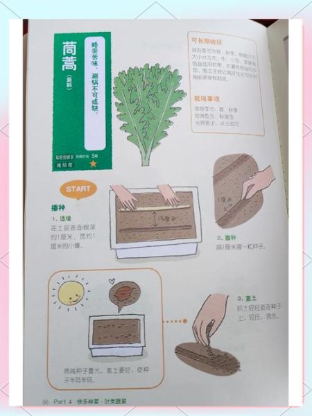 茼蒿怎么种_茼蒿种植时间和方法-第2张图片-山城妙识