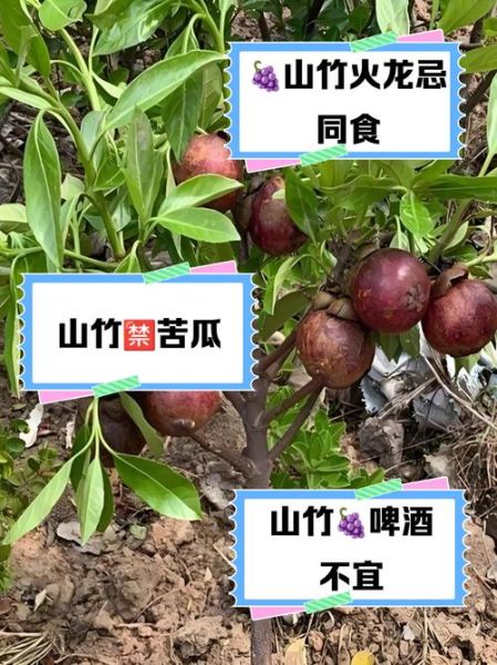 山竹的营养价值_山竹不能和什么一起吃-第3张图片-山城妙识