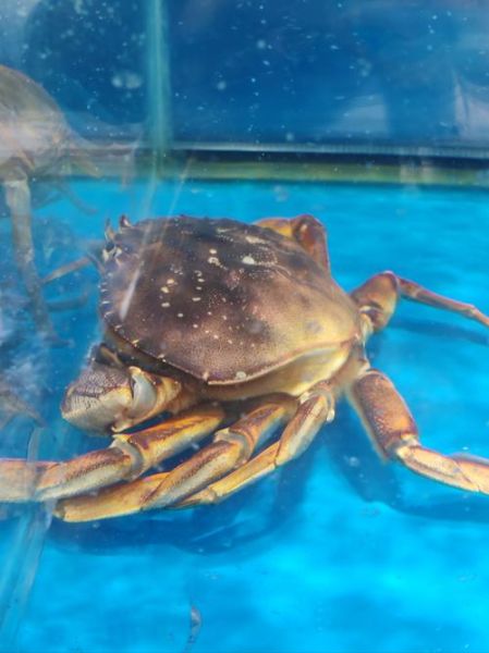 珍宝蟹的营养价值_珍宝蟹的功效与作用-第3张图片-山城妙识 珍宝蟹的营养价值_珍宝蟹的功效与作用-第3张图片-山城妙识