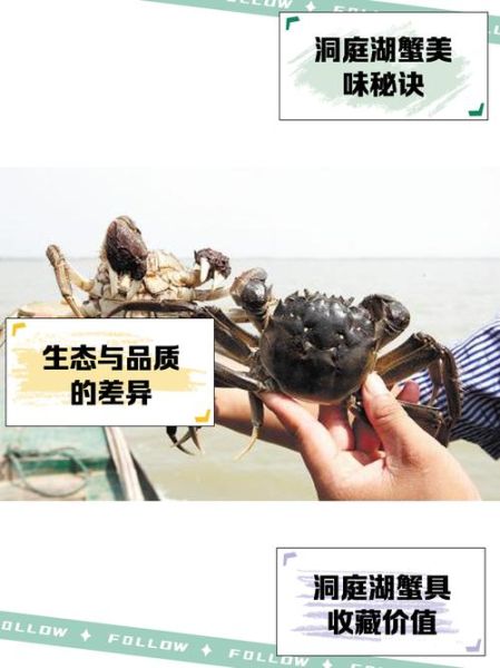 洞庭湖大闸蟹怎么挑选_正宗产地有哪些-第1张图片-山城妙识 洞庭湖大闸蟹怎么挑选_正宗产地有哪些-第1张图片-山城妙识