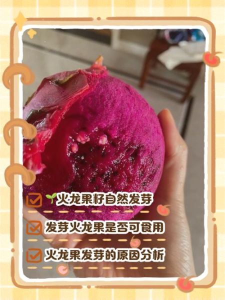 孕妇能吃红心火龙果吗_红心火龙果对胎儿好吗-第2张图片-山城妙识