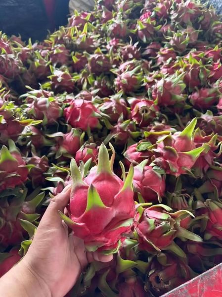 孕妇能吃红心火龙果吗_红心火龙果对胎儿好吗-第3张图片-山城妙识