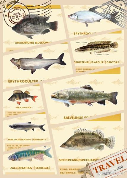 长江十大凶猛鱼有哪些_如何区分它们-第1张图片-山城妙识