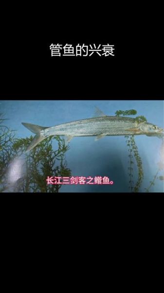 长江十大凶猛鱼有哪些_如何区分它们-第3张图片-山城妙识